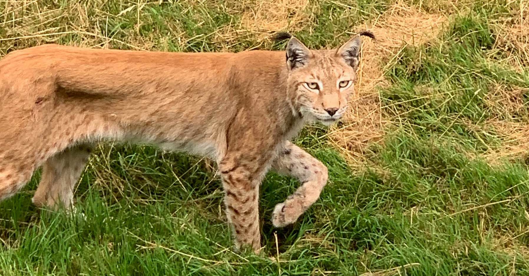 Wildpark Waldhaus in Mehlmeisel - einheimische Wildtiere hautnah ...