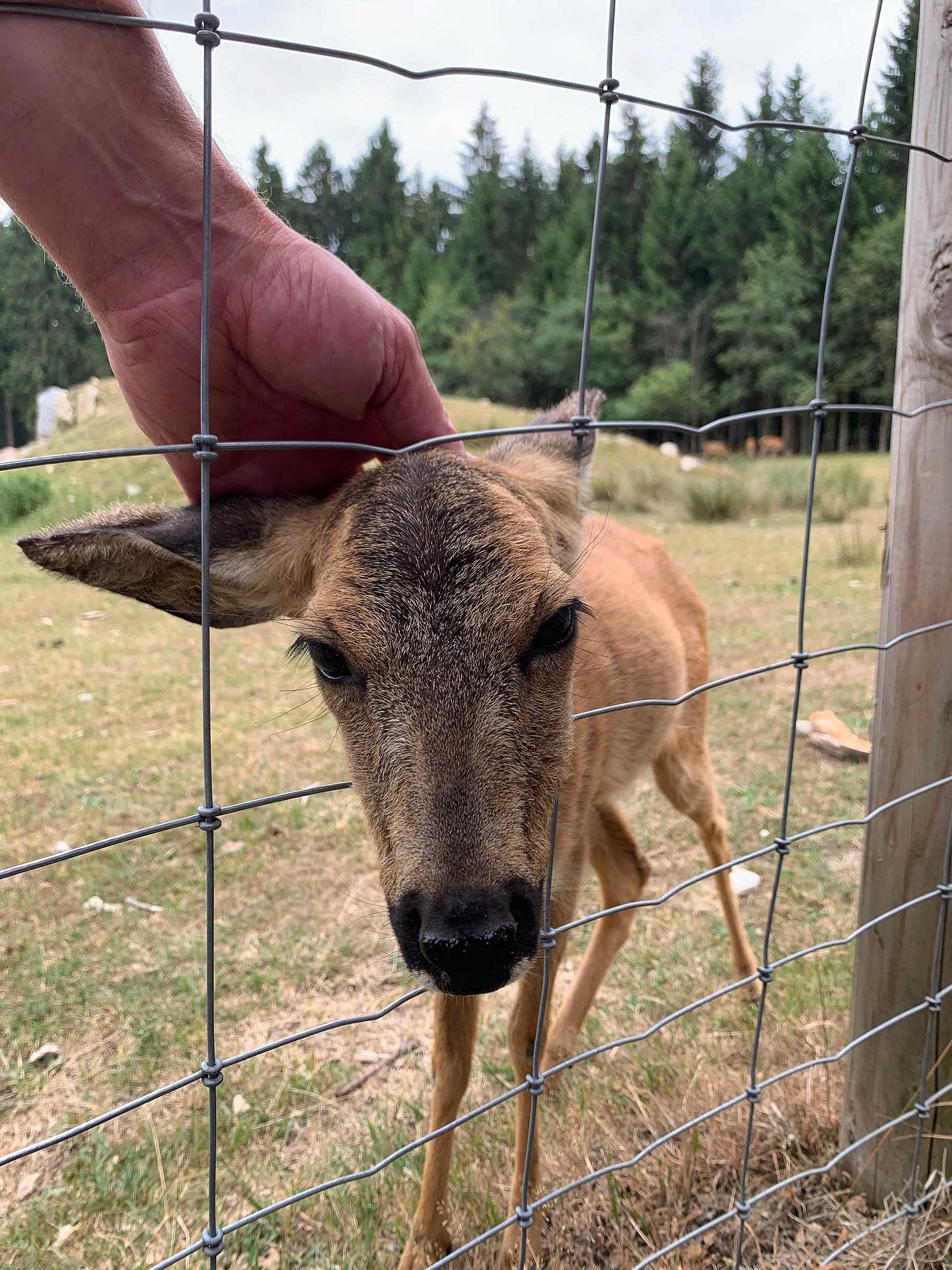 Wildpark Waldhaus in Mehlmeisel - einheimische Wildtiere hautnah ...