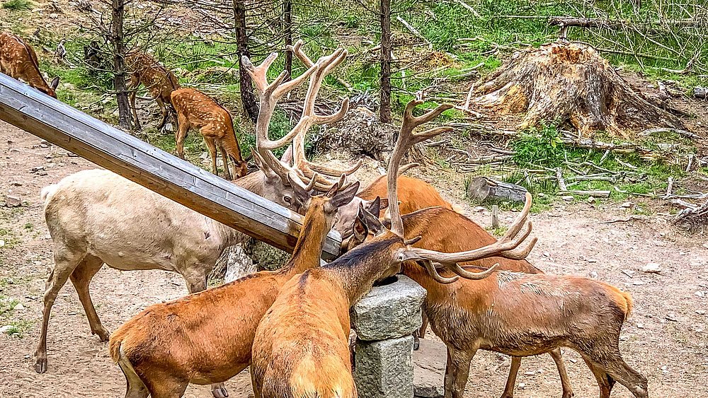 Wildpark Waldhaus in Mehlmeisel - einheimische Wildtiere hautnah ...
